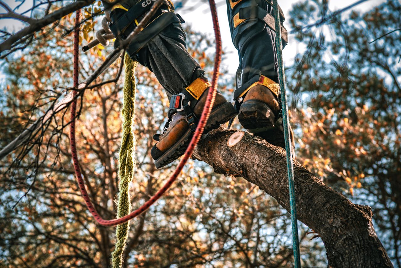 Tree Emergency Collingwood, ON | Collingwood Tree Specialists