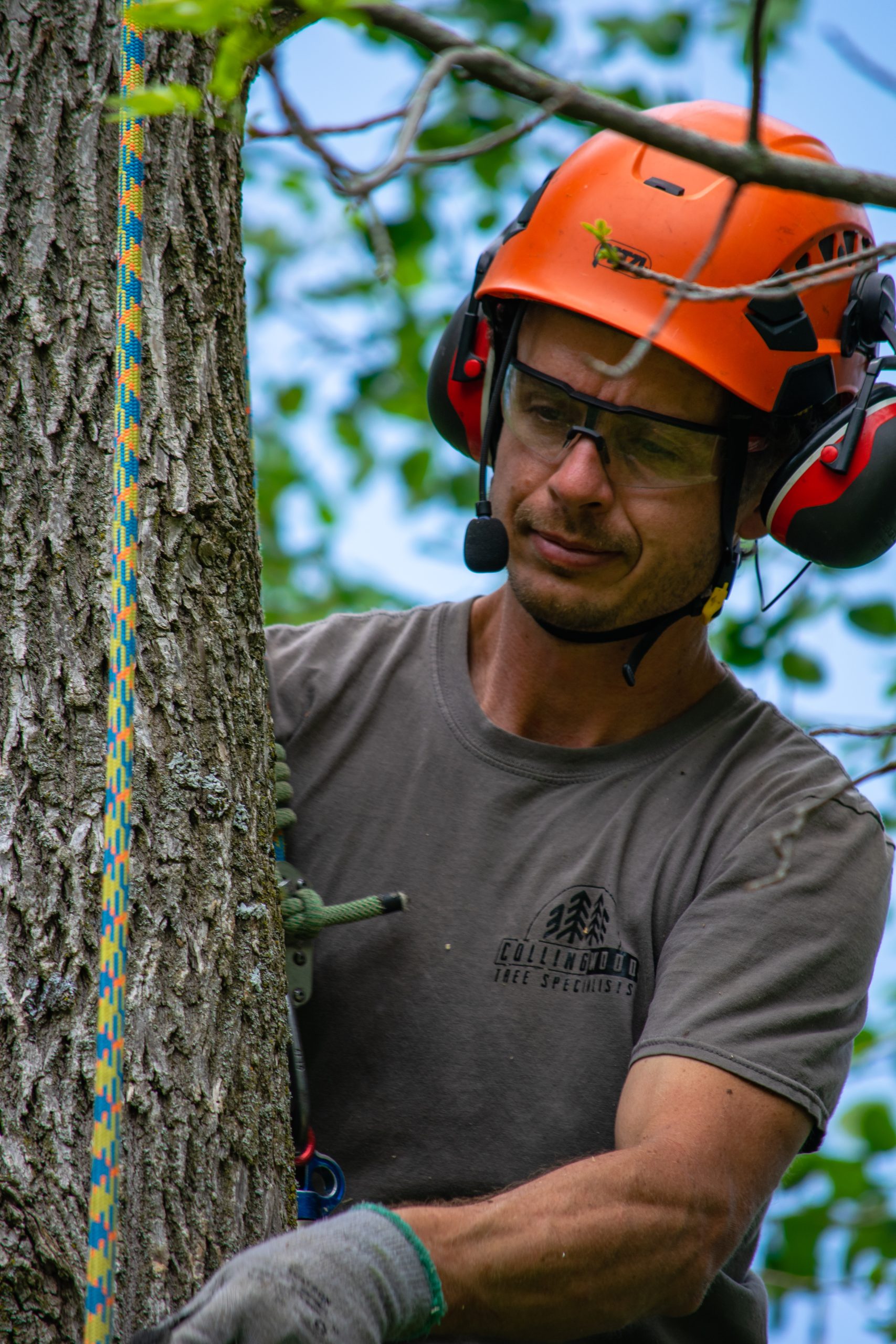 Tree Bracing Collingwood, ON | Collingwood Tree Specialists